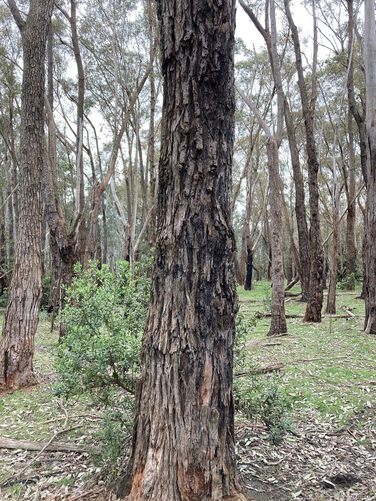 bangalay from Lysterfield Park, Lysterfield, VIC, AU on July 23, 2022 ...
