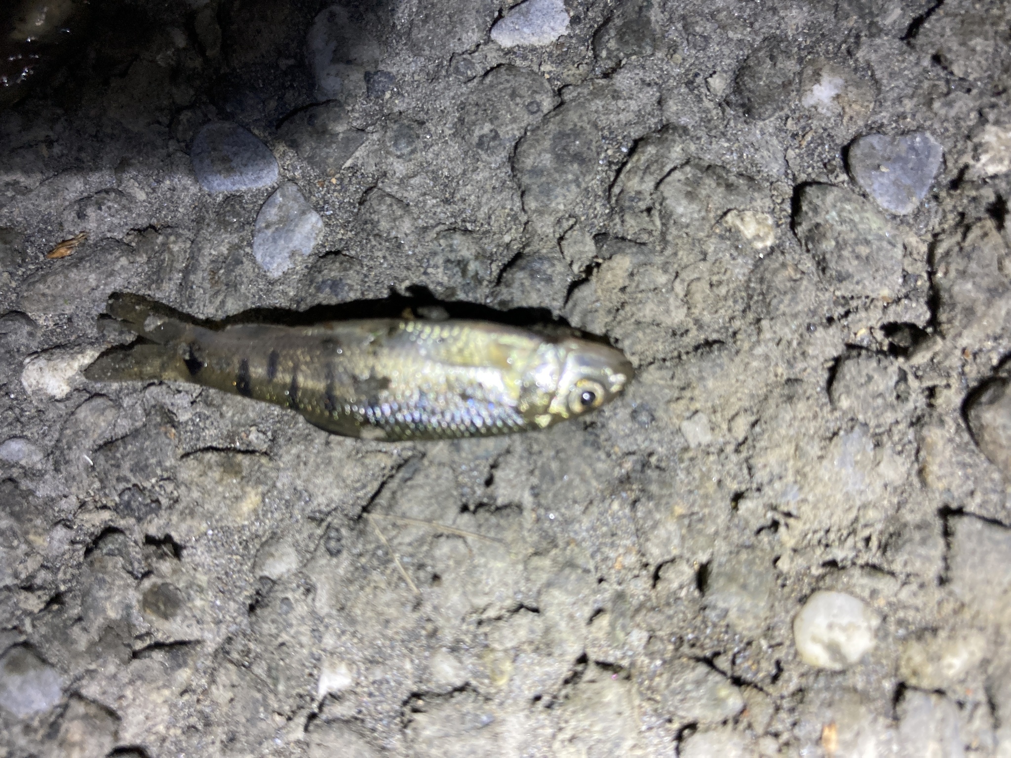 Acrossocheilus paradoxus (Günther, 1868)