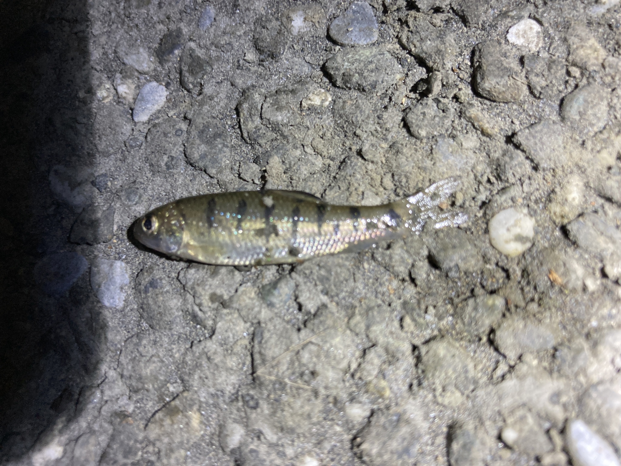 Acrossocheilus paradoxus (Günther, 1868)