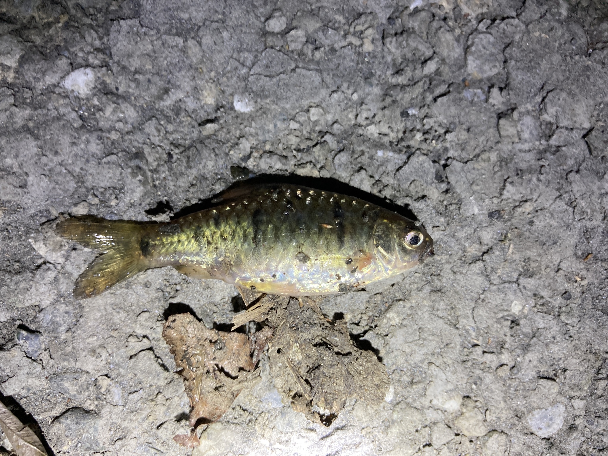 Acrossocheilus paradoxus (Günther, 1868)