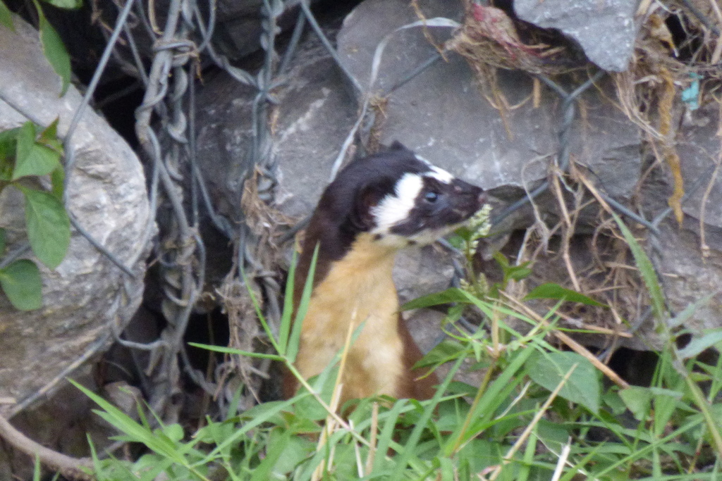Long-tailed Weasel from Salvador Gonzalo Garcia, 94310 Orizaba, Ver ...