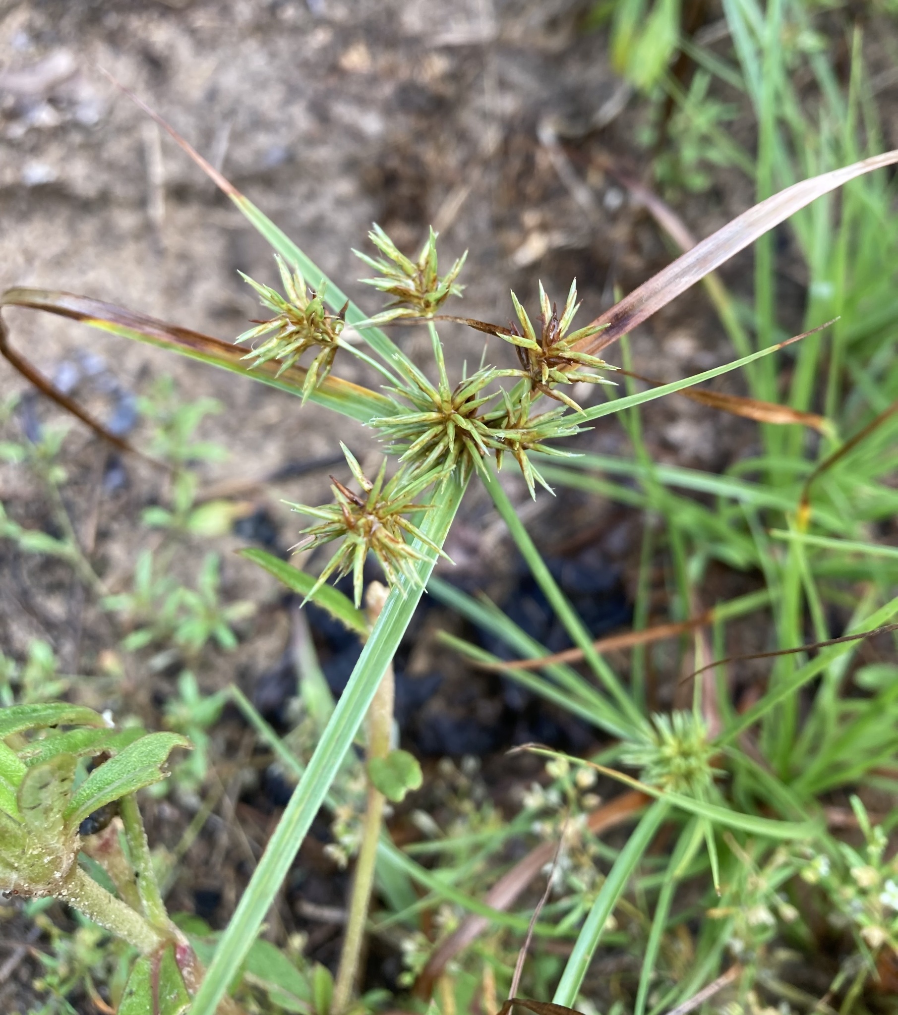 Cyperus retroflexus Buckley