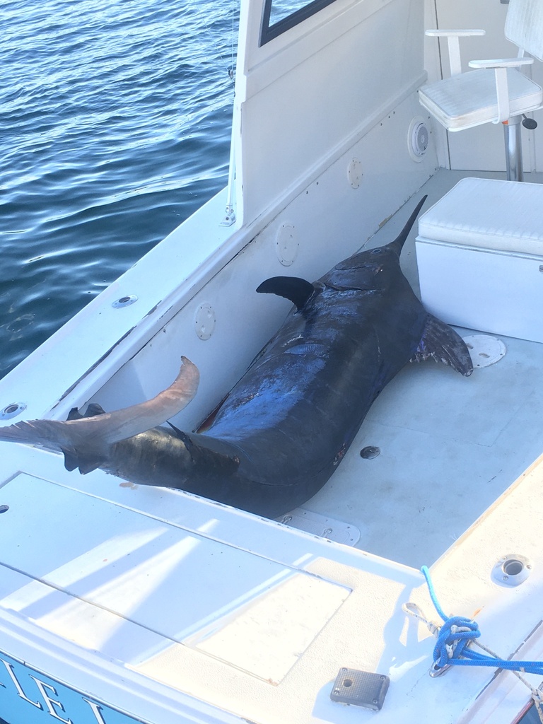 Blue Marlin in July 2022 by Miguel A Mejias, M.Sc.. Caught and weighed as part of an annual ...