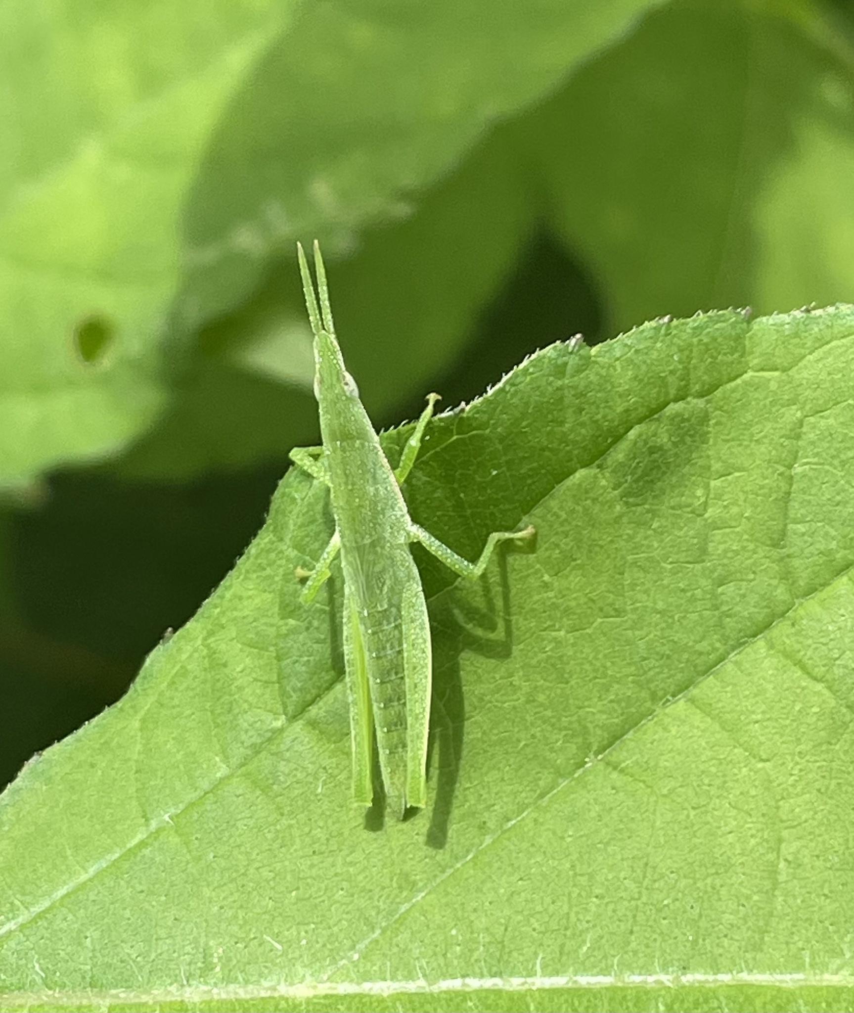 Atractomorpha lata (Mochulsky, 1866)