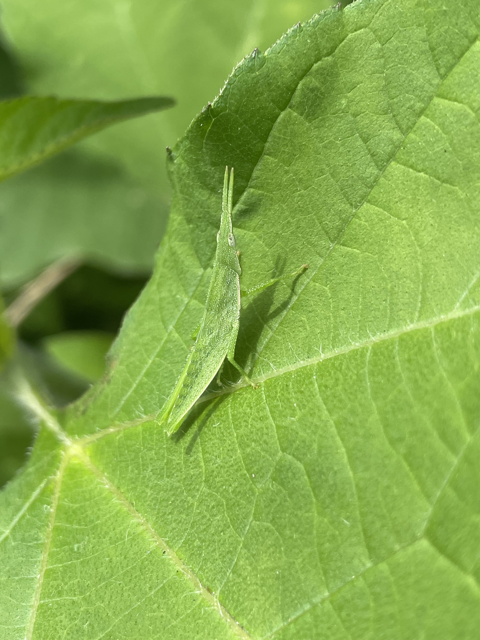 Atractomorpha lata (Mochulsky, 1866)