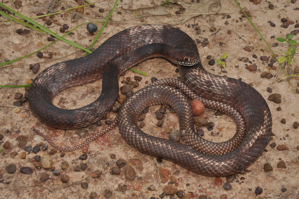 Coachwhip (Masticophis flagellum) - Snakes and Lizards