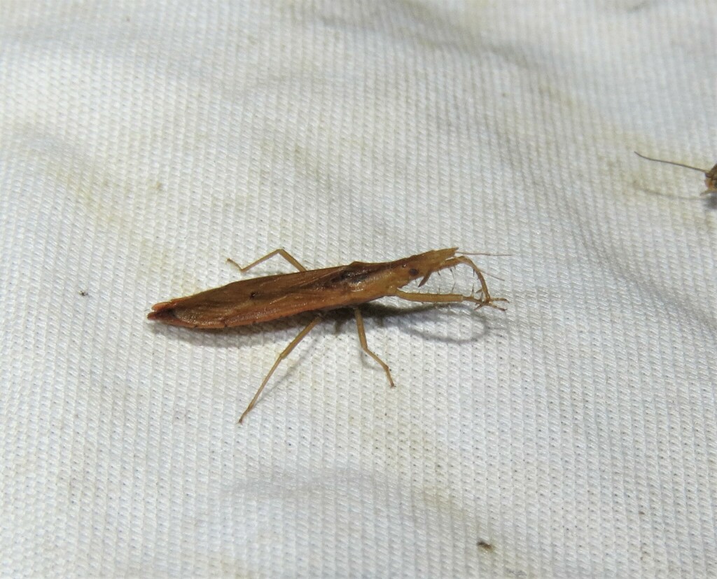 Pnirontis modesta from Westchester County, NY, USA on July 20, 2022 at ...