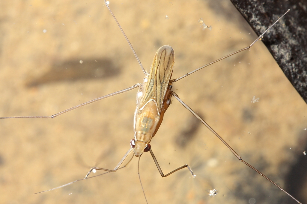 Typical Water Striders from Tiputini Biodiversity Station, Orellana ...