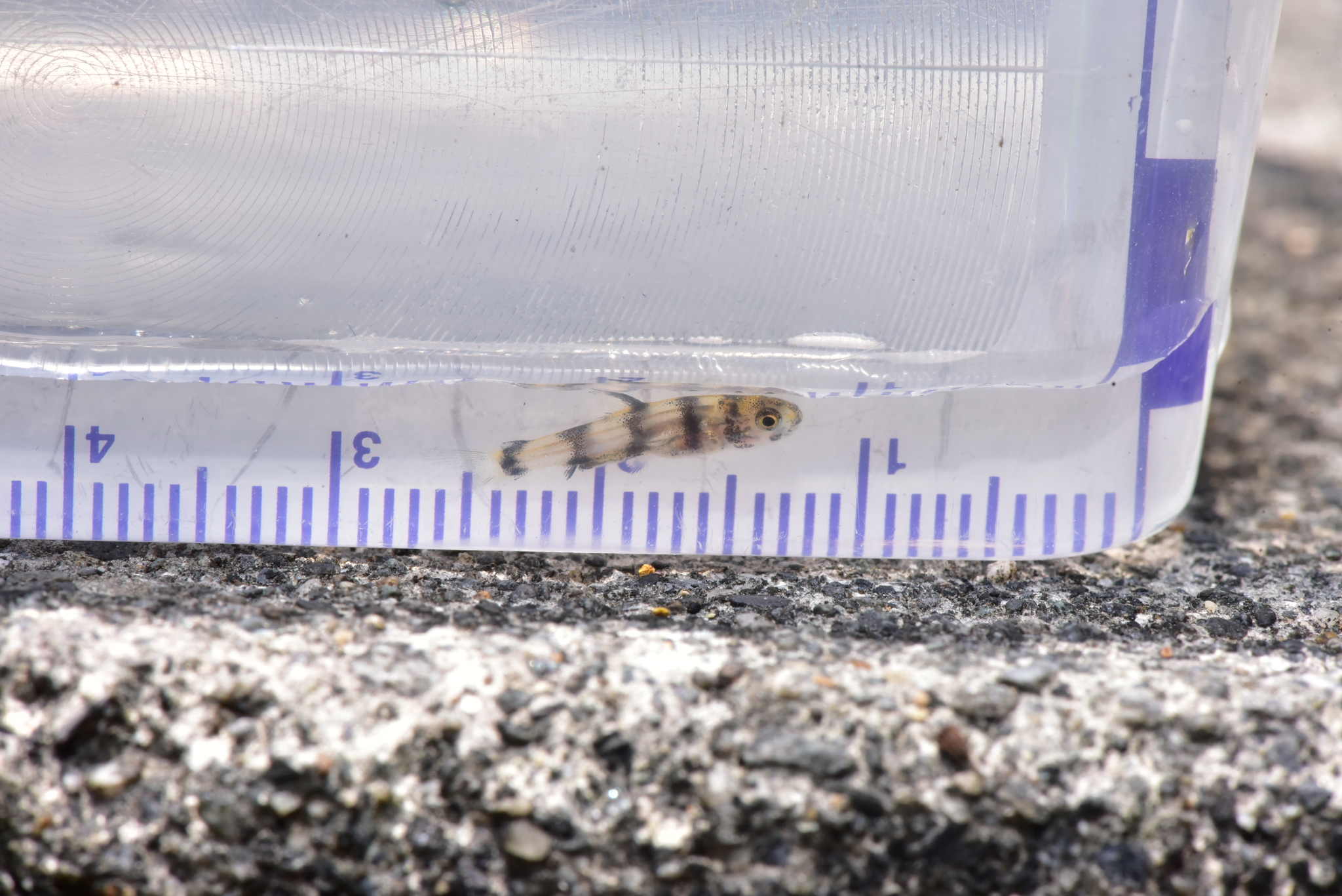 Acrossocheilus paradoxus (Günther, 1868)