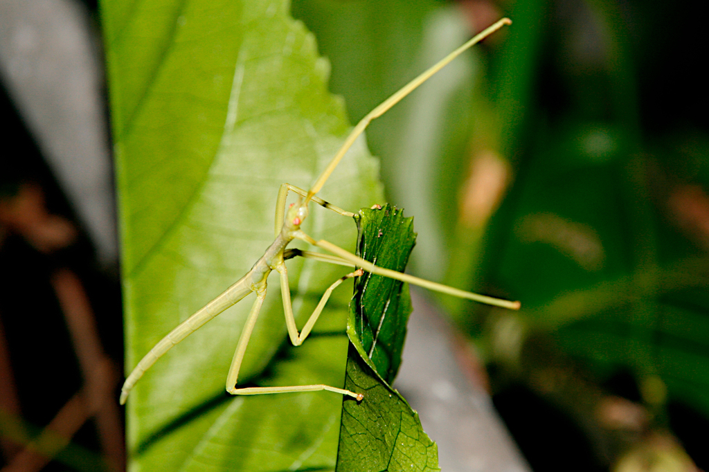 Spur Legged Phasmid from Moorooka, Brisbane QLD, Australia on December ...