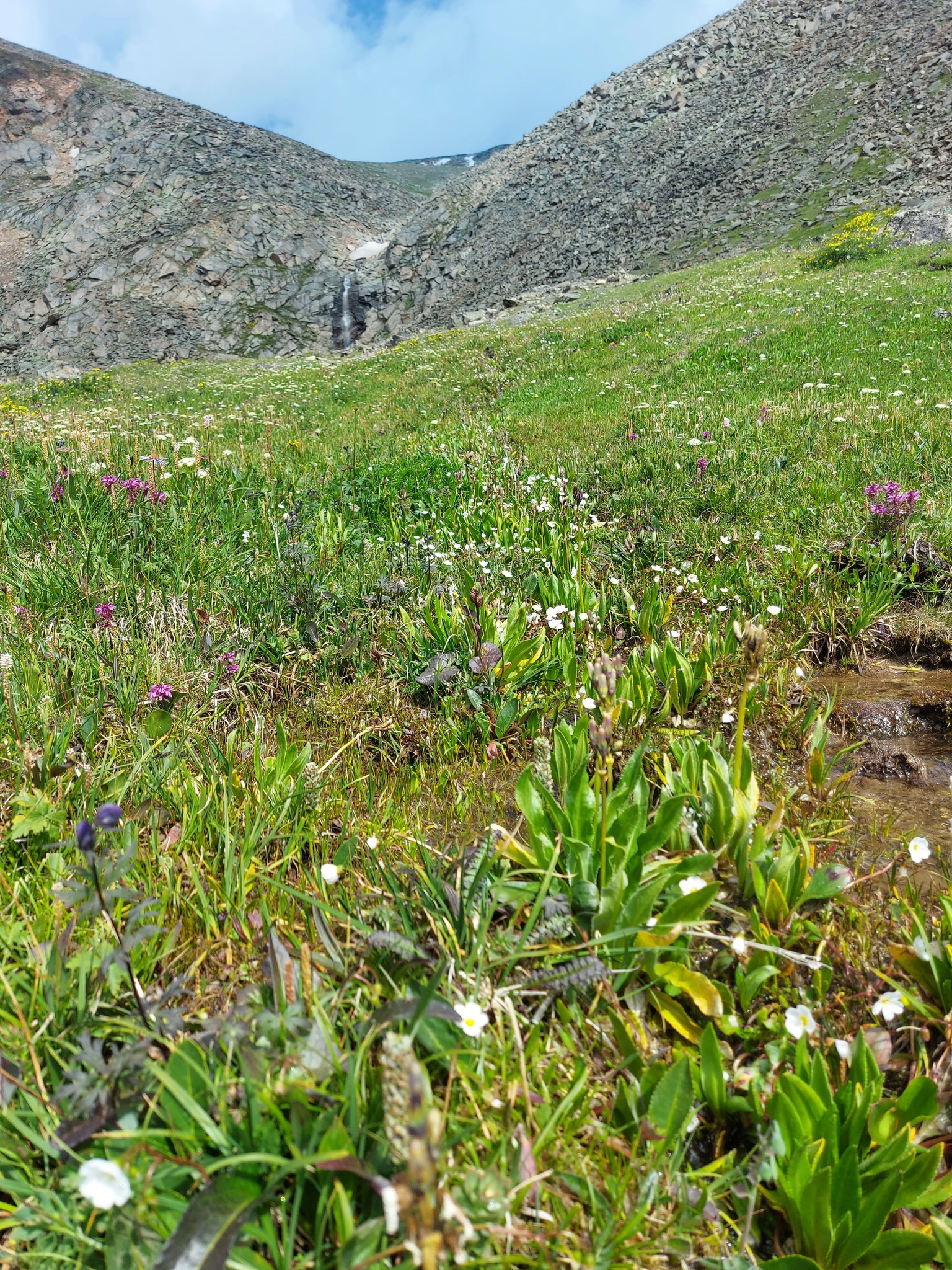Primula nivalis Pall.
