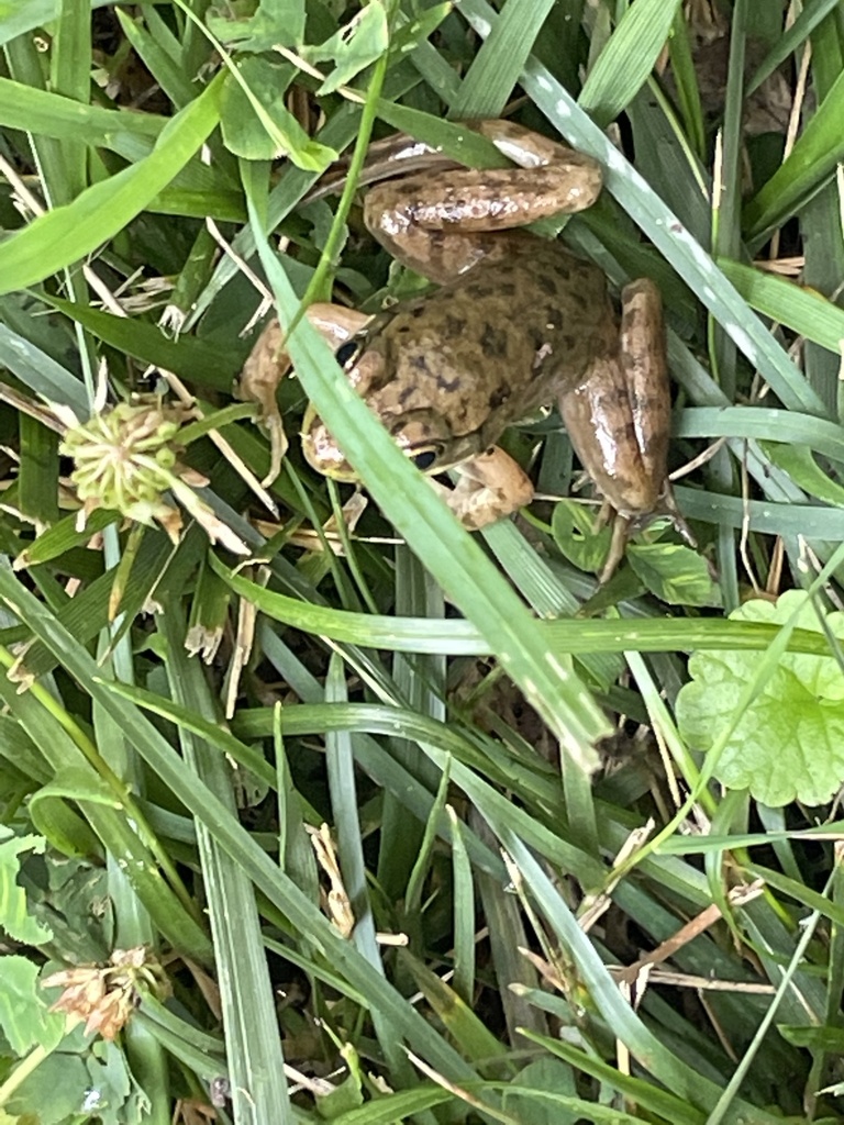 Green Frog from White Oaks Rd, Laconia, NH, US on July 21, 2022 at 09: ...