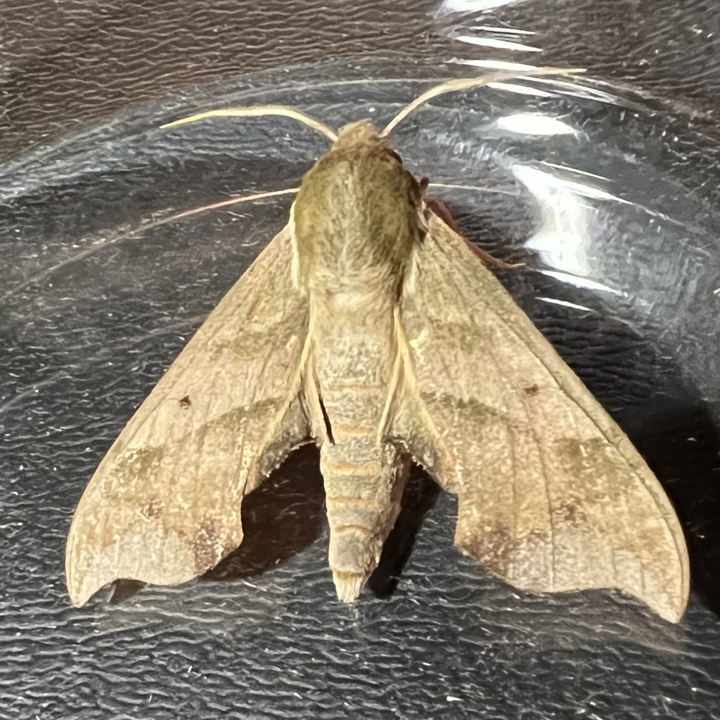 Virginia Creeper Sphinx from Creamery Rd, New Hope, PA, US on July 22 ...