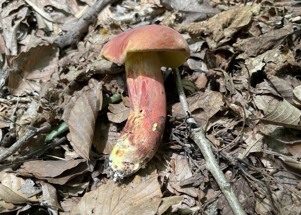 two-colored bolete from Monroe County, IN, USA on July 22, 2022 at 01: ...