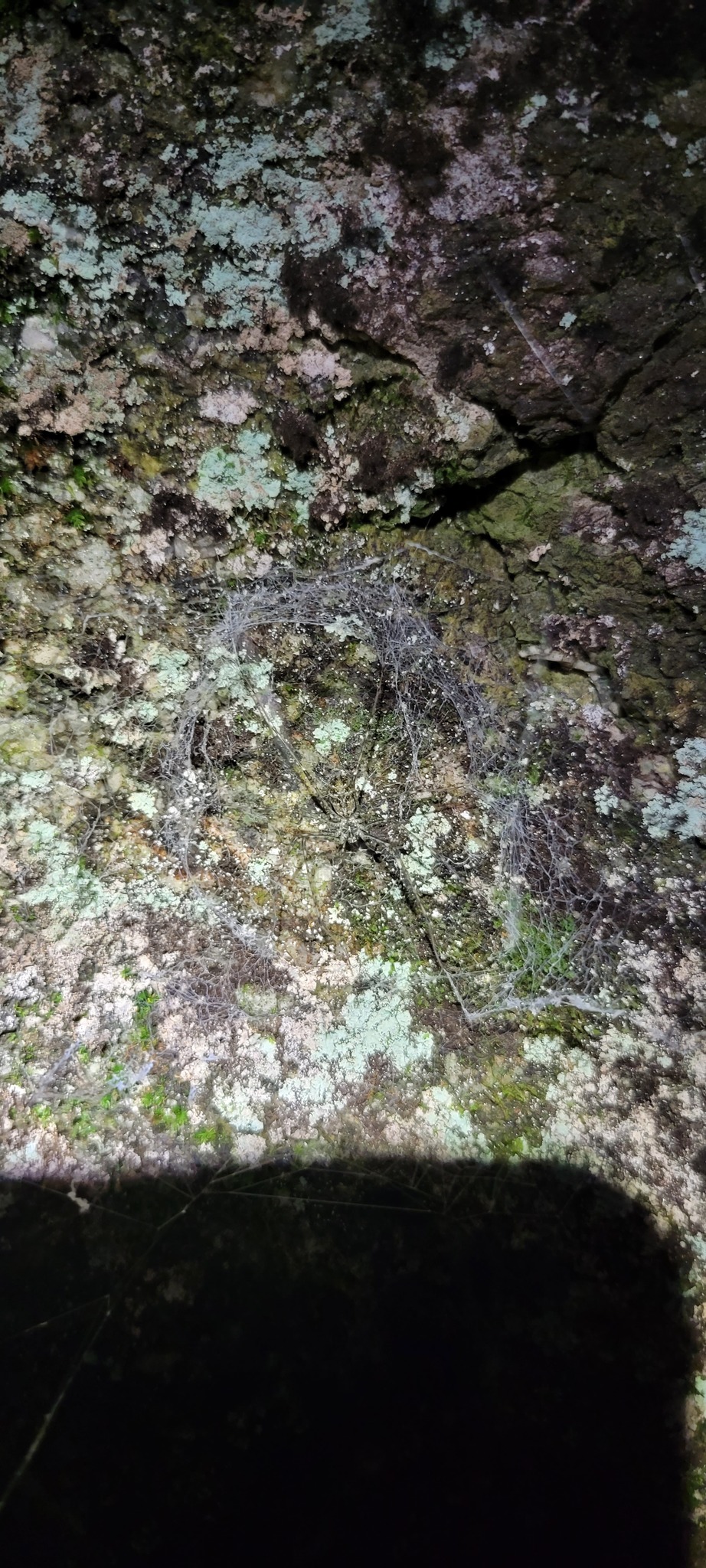 Hypochilidae