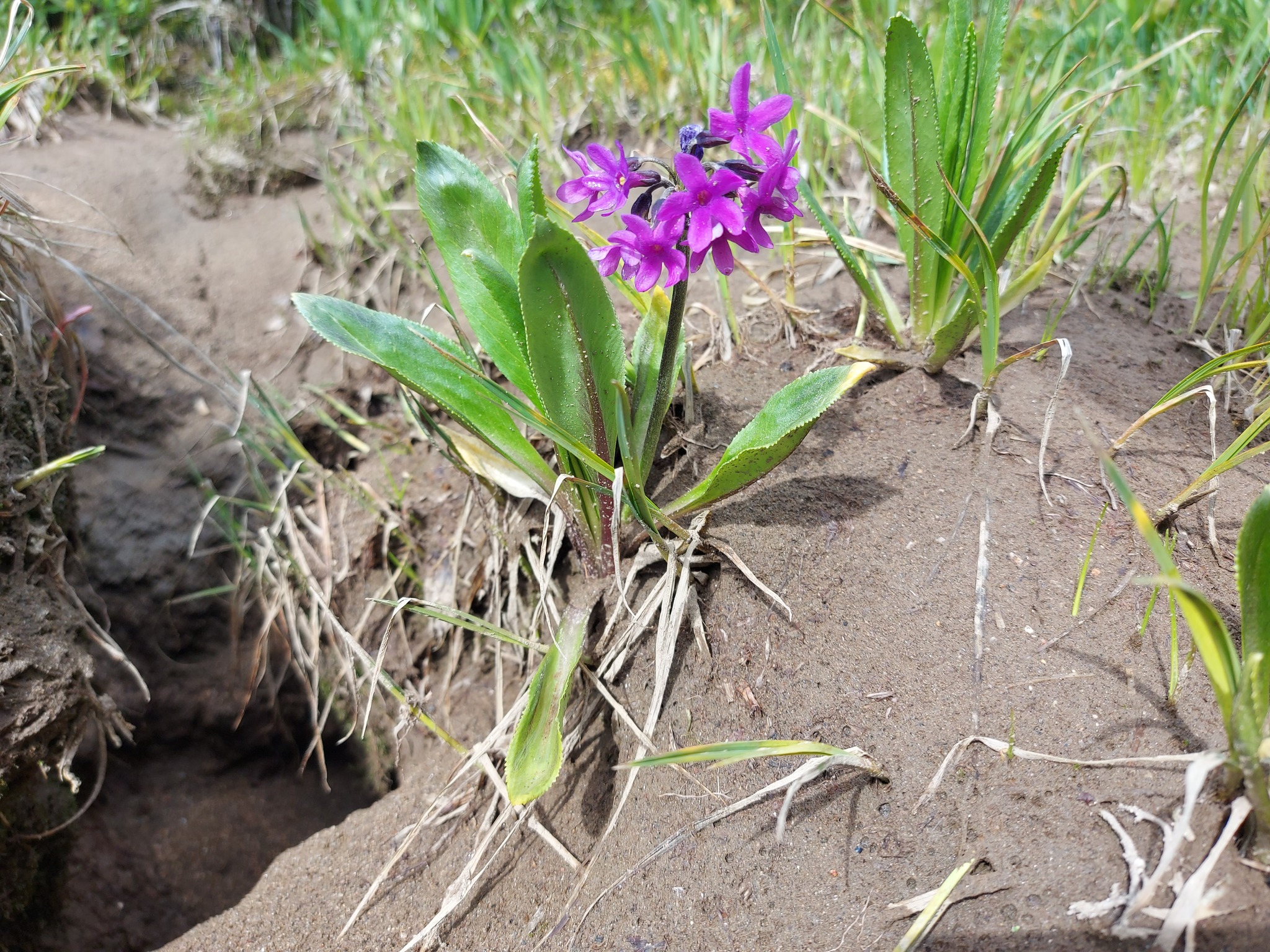 Primula nivalis Pall.