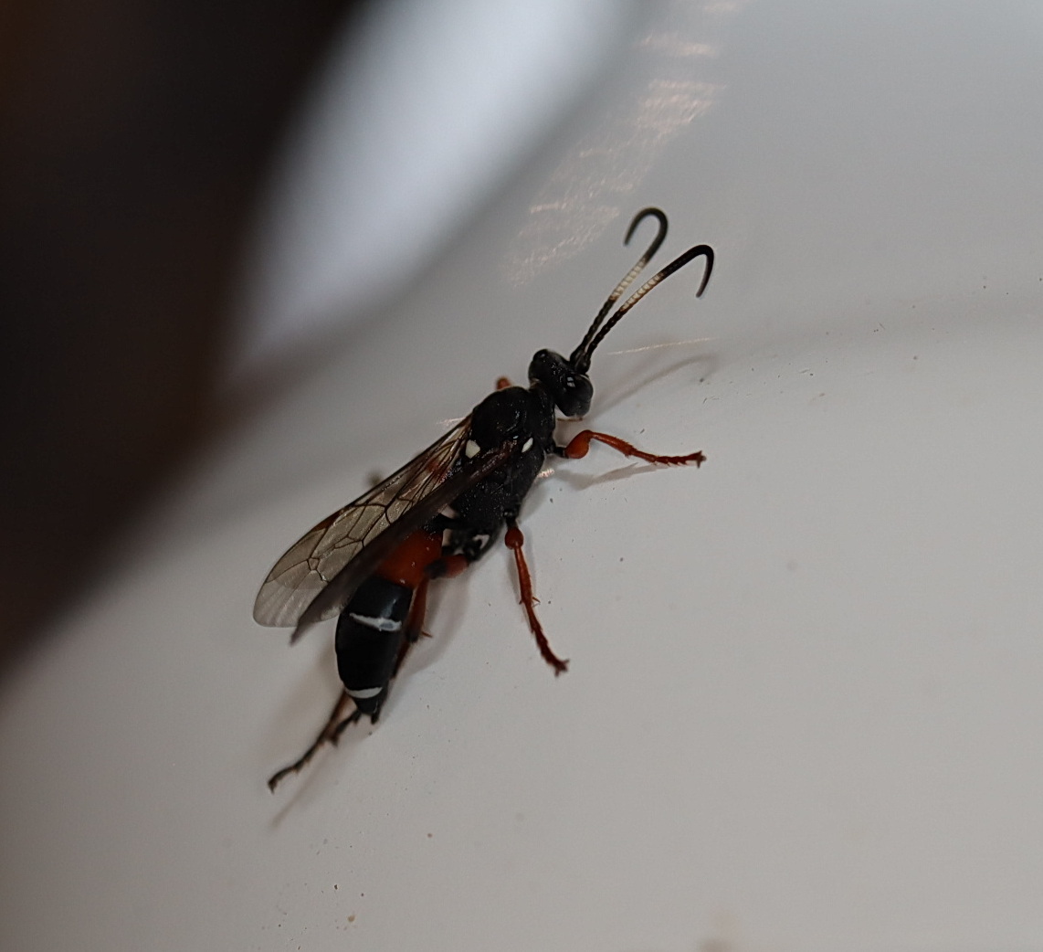 Ichneumon promissorius Erichson, 1842