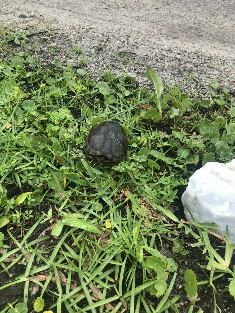 Southeastern Mud Turtle in July 2022 by pender_nc. ecoEXPLORE Username ...