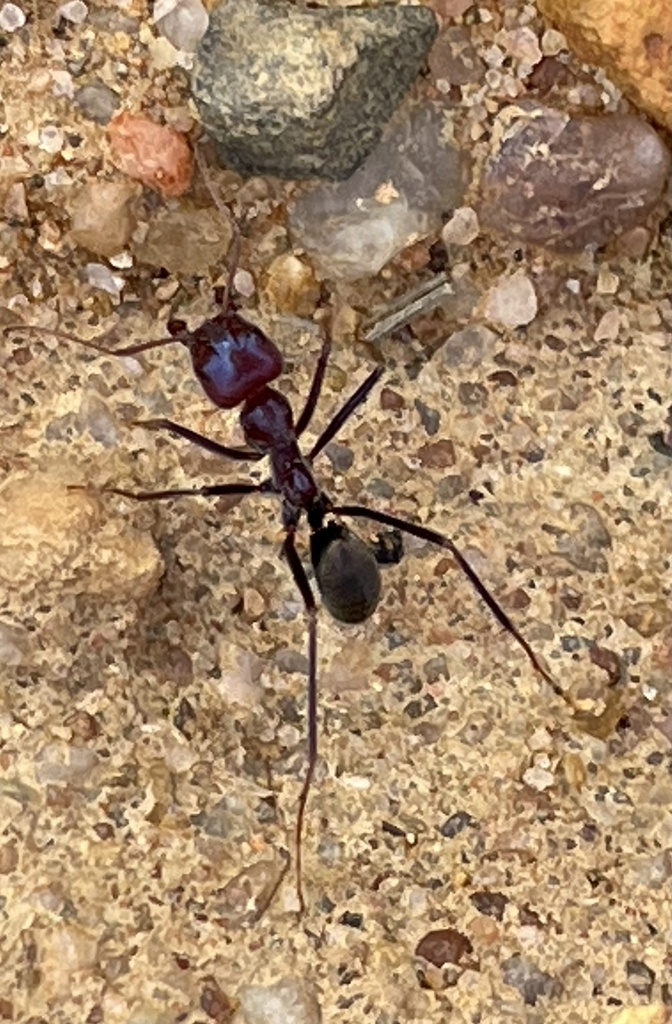 Southern Meat Ant from Goonoo Forest, NSW, AU on July 23, 2022 at 03:15 ...