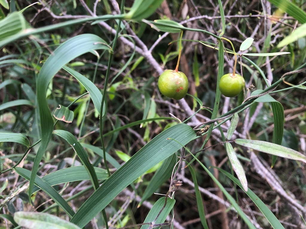 Wombat Berry from Pilton QLD 4361, Australia on July 21, 2022 at 11:30 ...