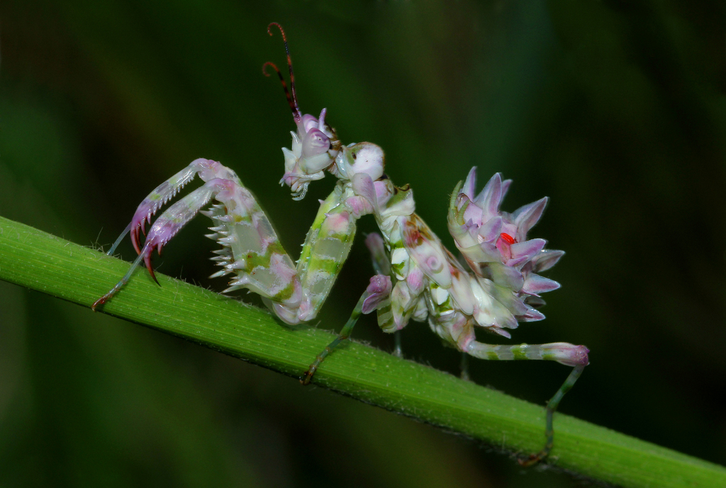 Common Spiny Flower Mantis from Chironde Camp, Coutada 12, Cheringoma ...