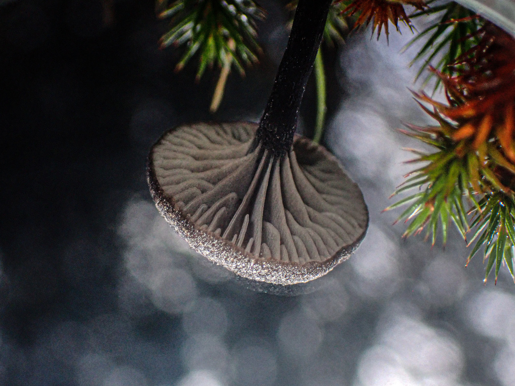 Entoloma percrinitum from Beechworth Historic Park, Beechworth VIC ...