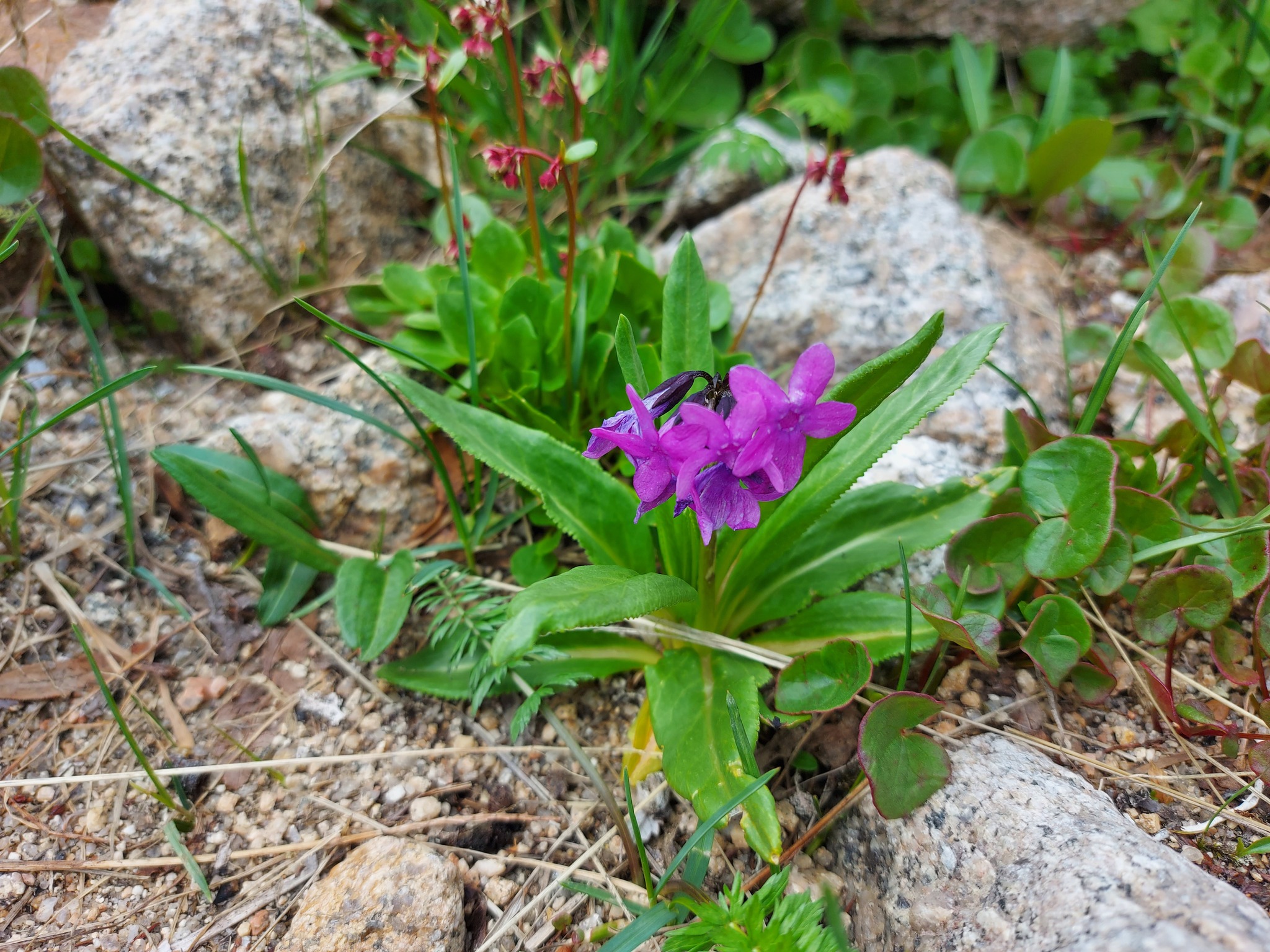 Primula nivalis Pall.