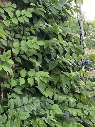 Observations by mirabehn · iNaturalist