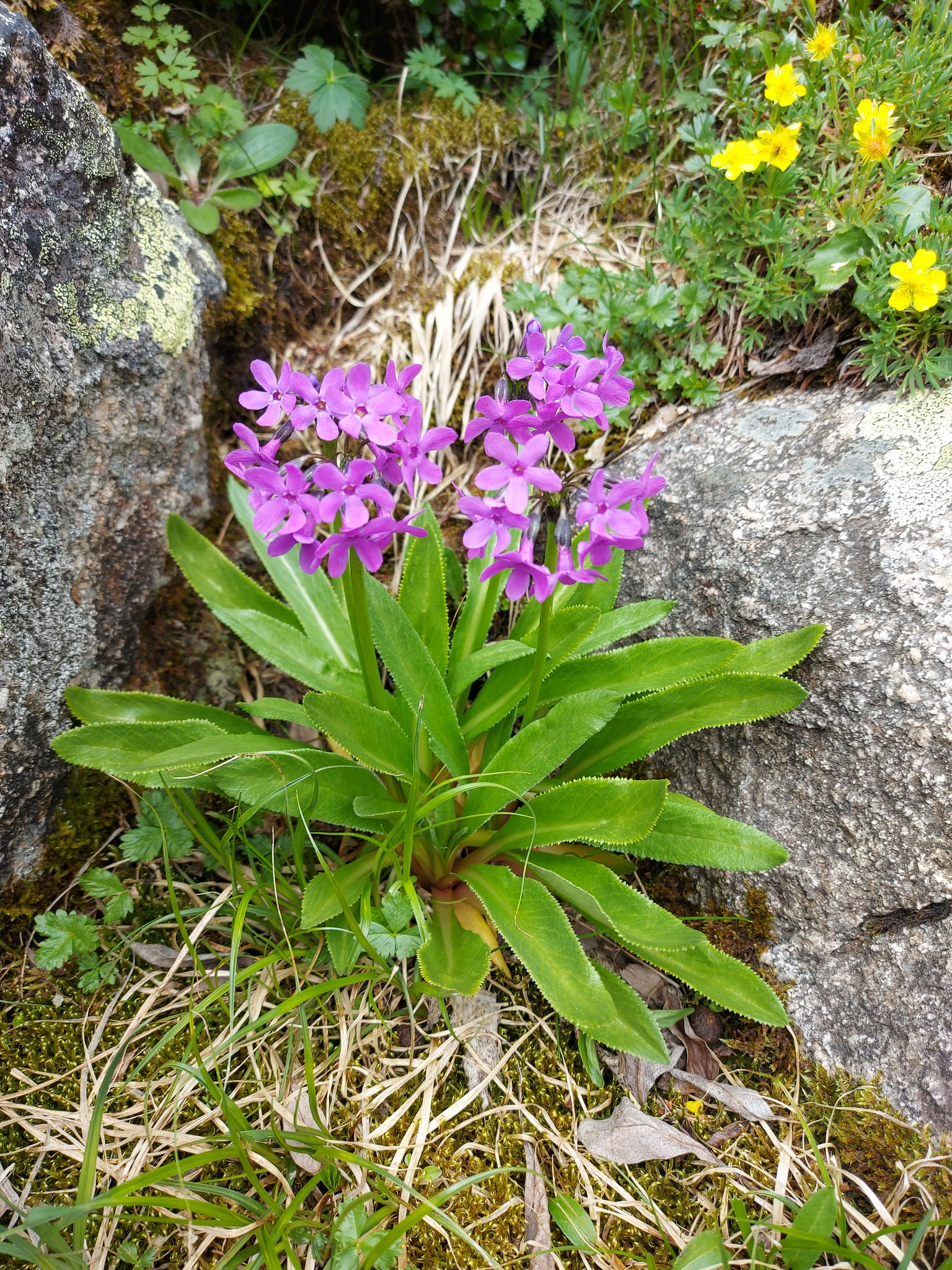 Primula nivalis Pall.