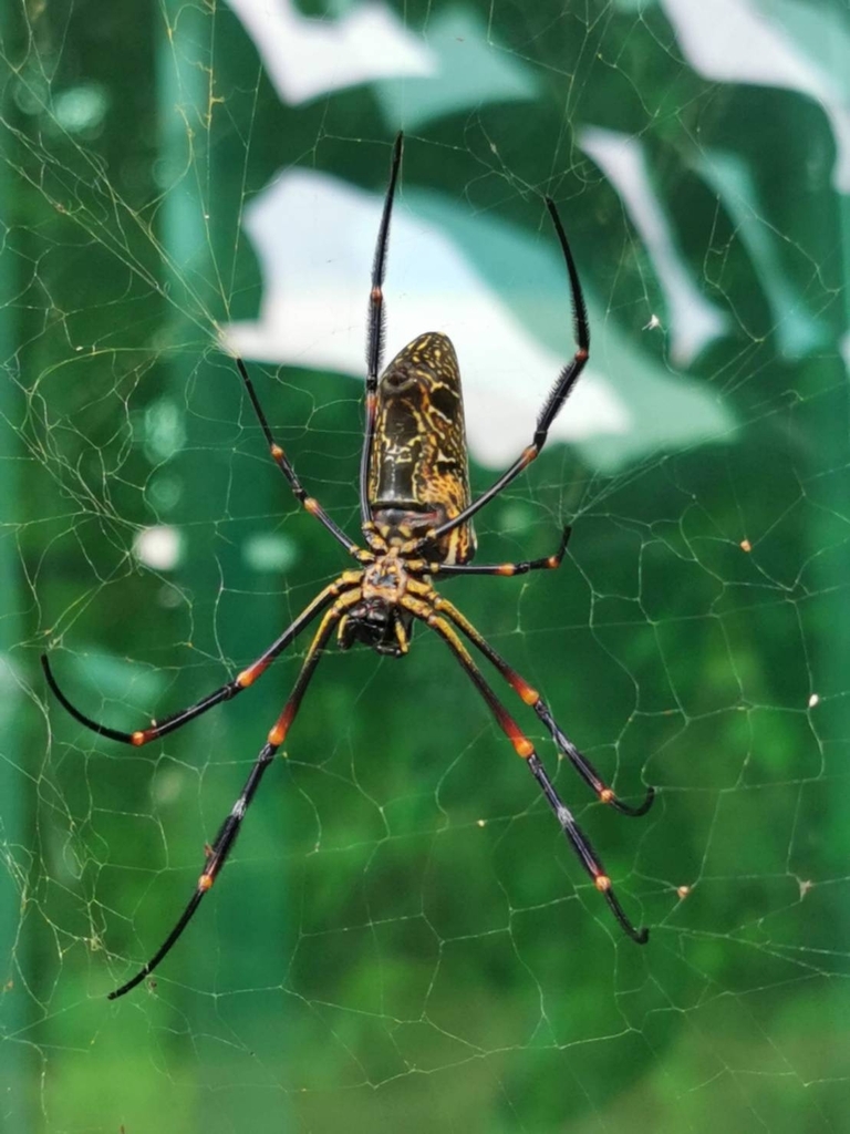Batik Golden Web Spider from Nakhon Nayok on July 23, 2022 at 03:08 PM ...