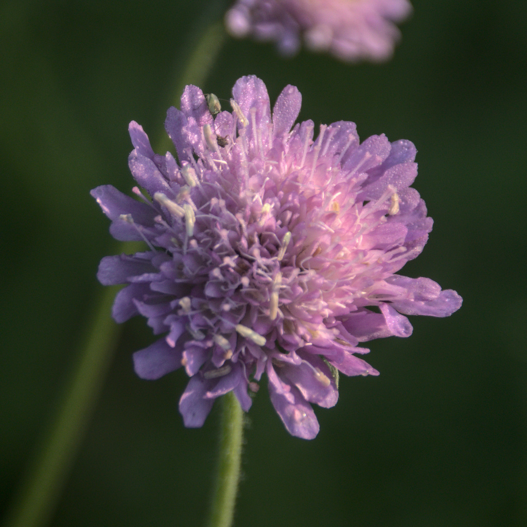 Field Scabious from Арти, Свердловская область, Россия on July 23, 2022 ...