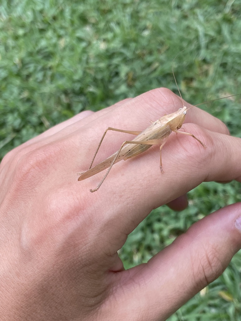 Large Conehead from Via Panoramica, Ivrea, Piemonte, IT on July 23 ...