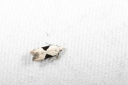 Anarsia tricornis · iNaturalist