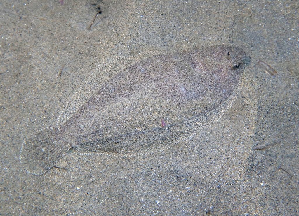 Mediterranean Scaldfish from Bouches-du-Rhône, Provence-Alpes-Côte d ...