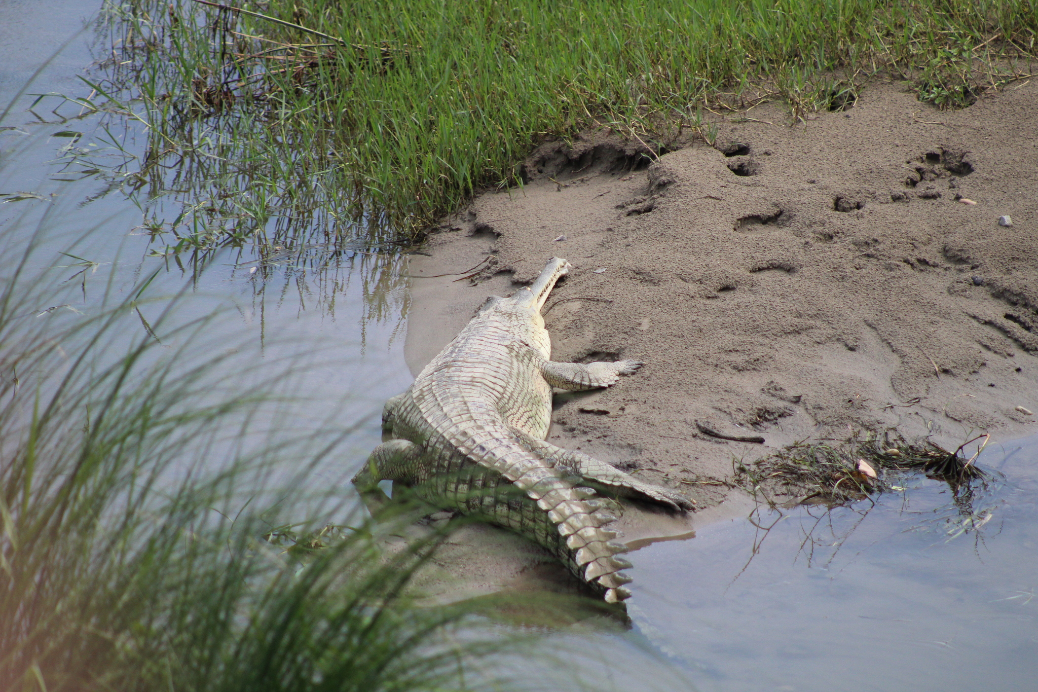 Gavialis gangeticus (Gmelin, 1789)