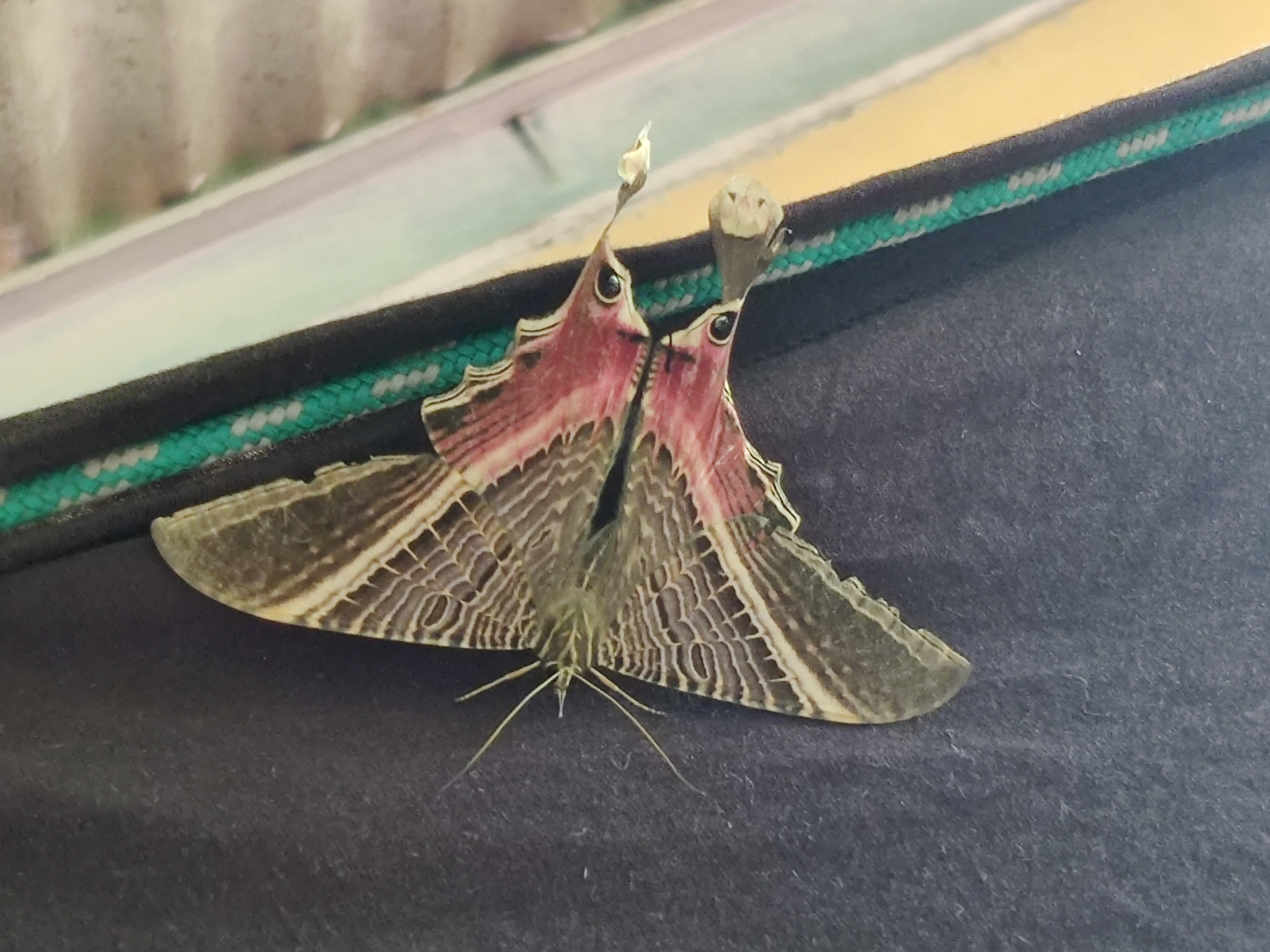 Nothus lunus Linnaeus, 1758