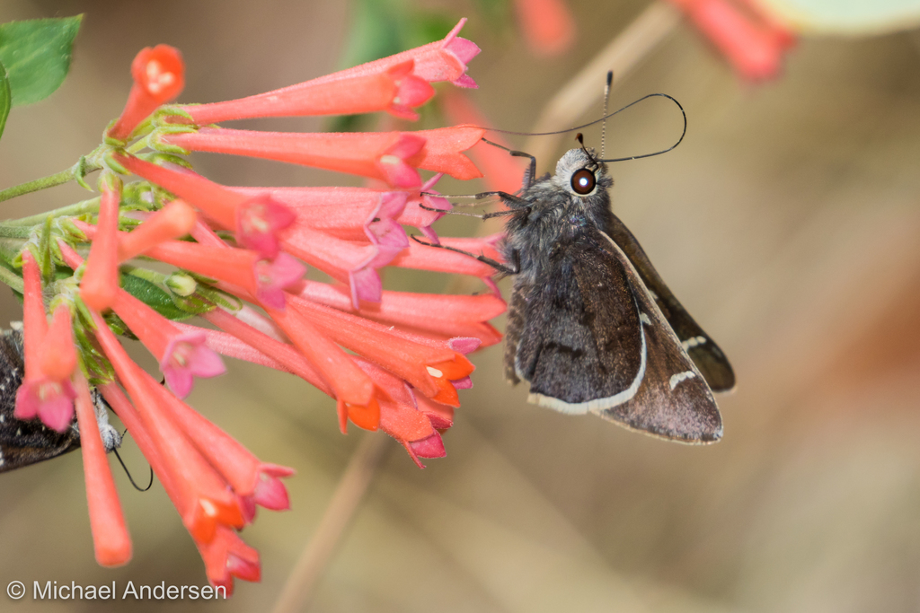 Moon-marked Skipper (Arizona: Sky Island Specialties) · iNaturalist