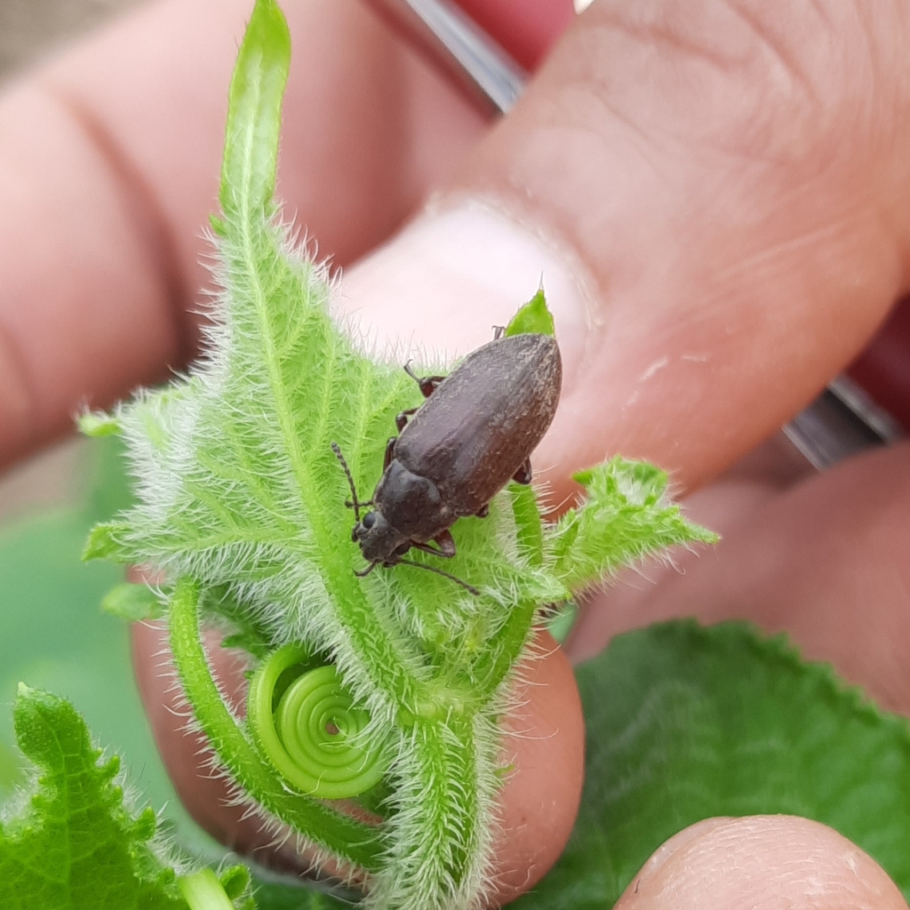 Cucujiform Beetles from Santa Ana de Vuelta Larga, Ecuador on July 16 ...