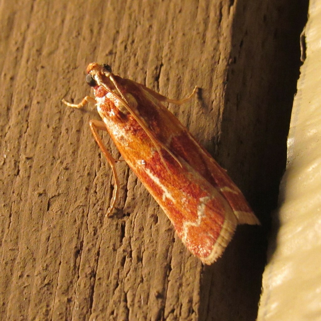 Ponderosa Pine Coneworm Moth from 5139 Ten Bears Ct, Laporte, CO 80535 ...