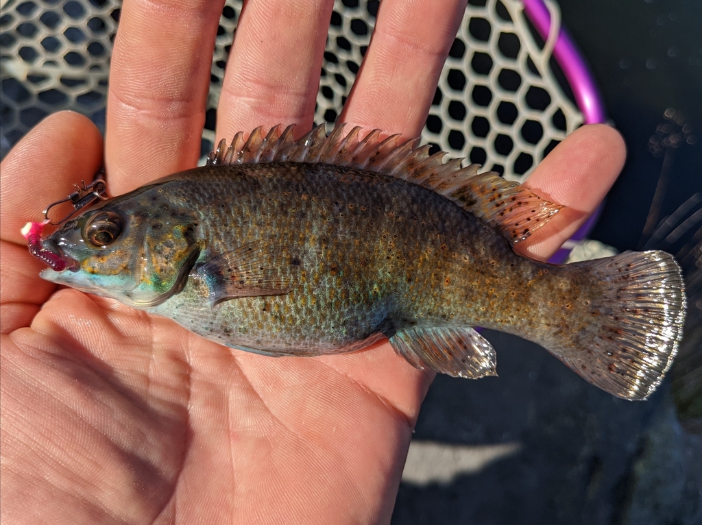 Cunner (Tautogolabrus adspersus) - Marine Life Identification