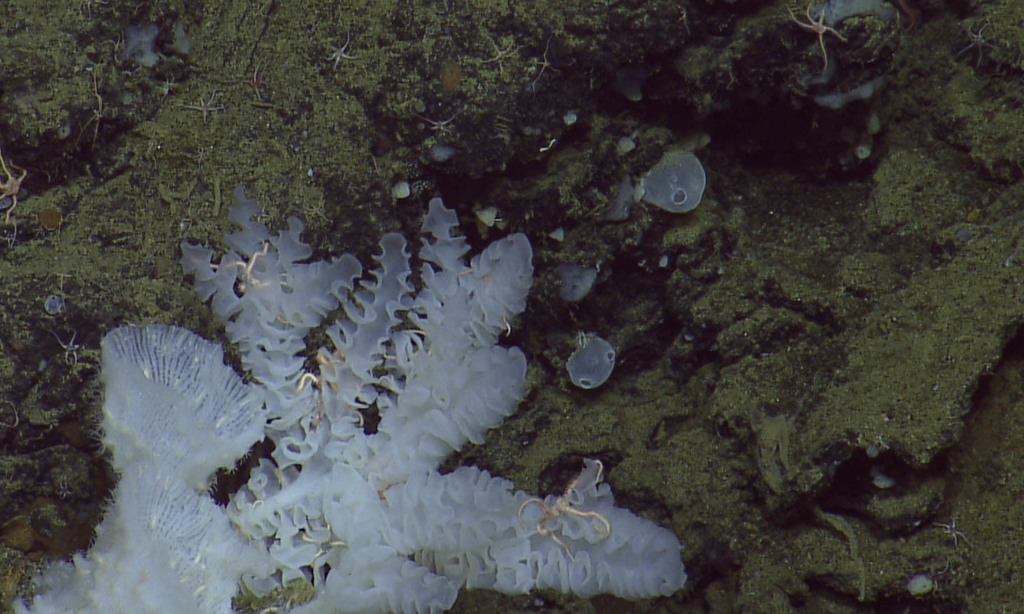 Farrea spp., Branching (OTU: PH03) (Seamounts of Canada's Large ...