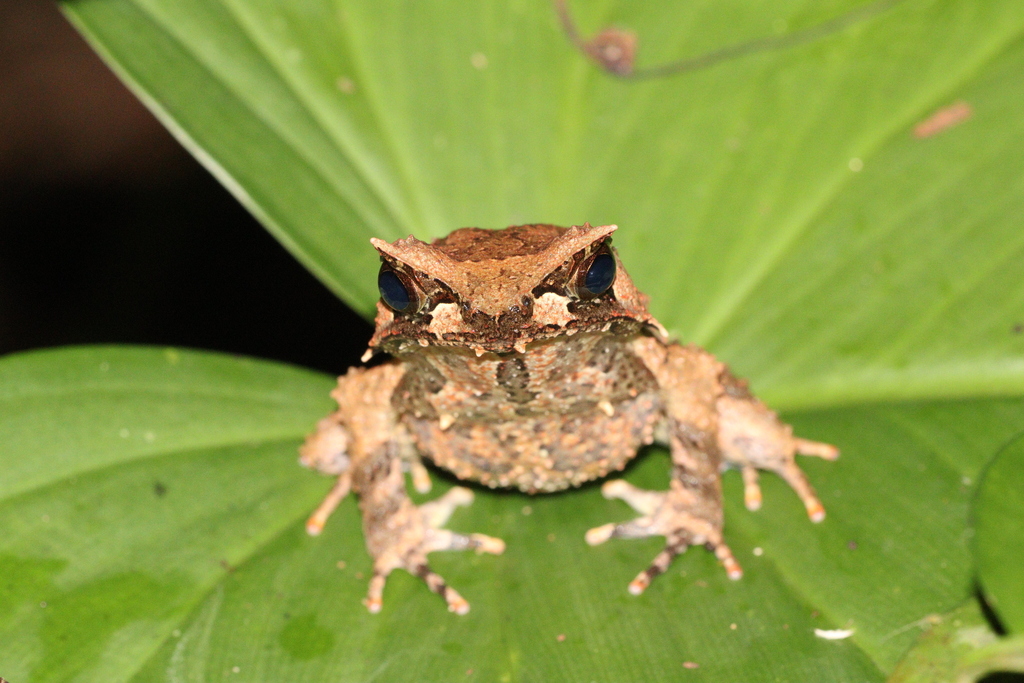 Mindanao Horned Frog from Bilar, Bohol, Philippines on June 27, 2022 at ...