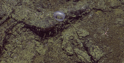 Pallid Eelpout (Seamounts of Canada's Large Offshore Pacific Area of ...