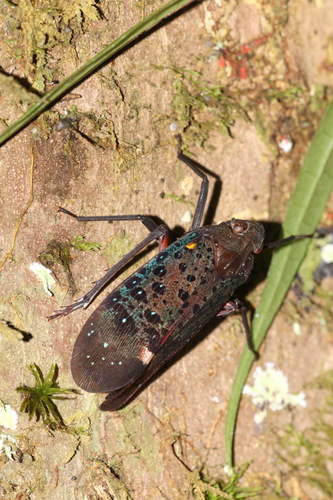 Penthicodes rugulosa · iNaturalist United Kingdom