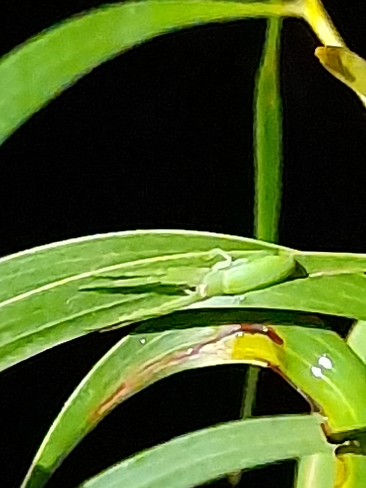 Cetratus Kulczynski, 1911