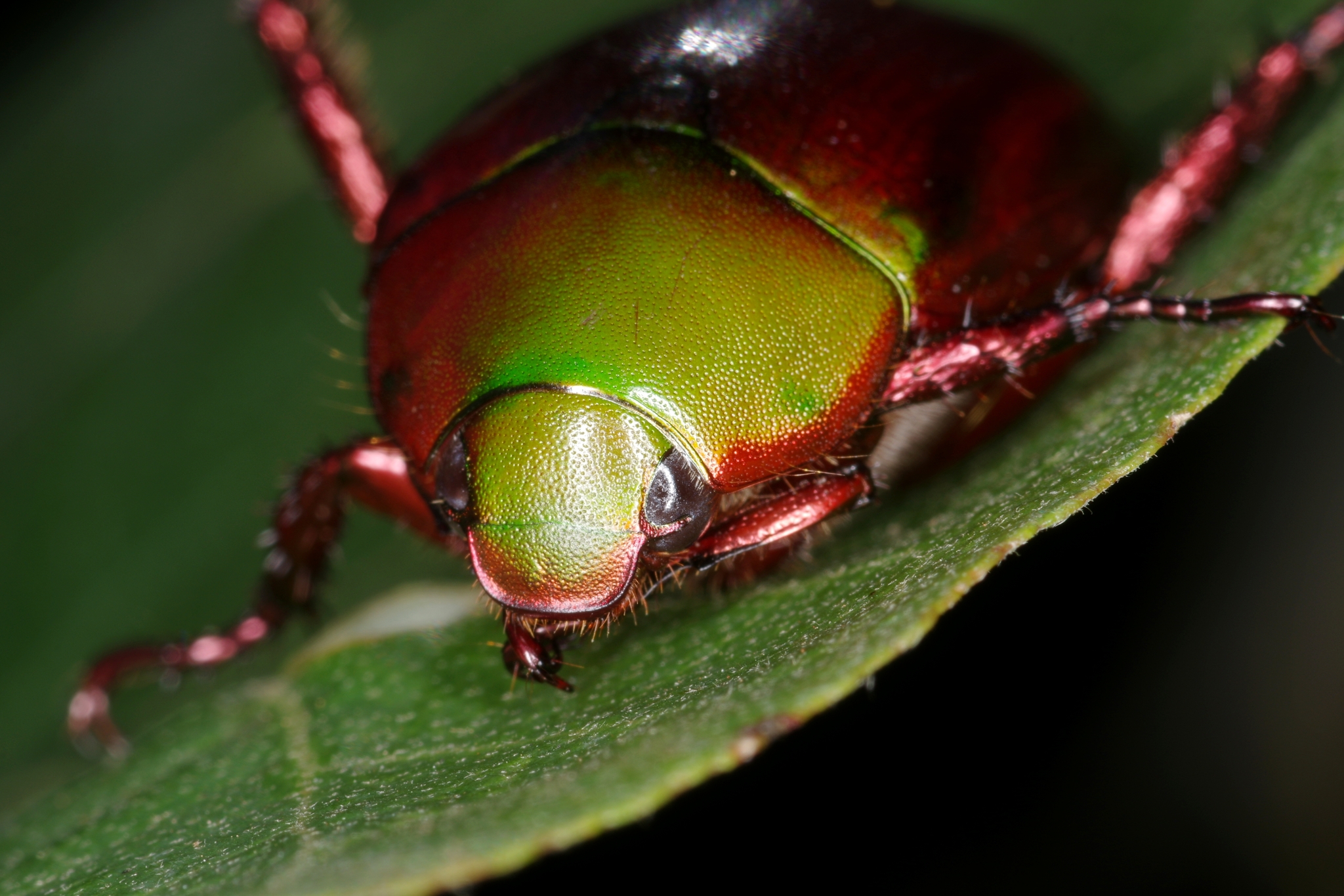 Anomala cupripes (Hope, 1839)