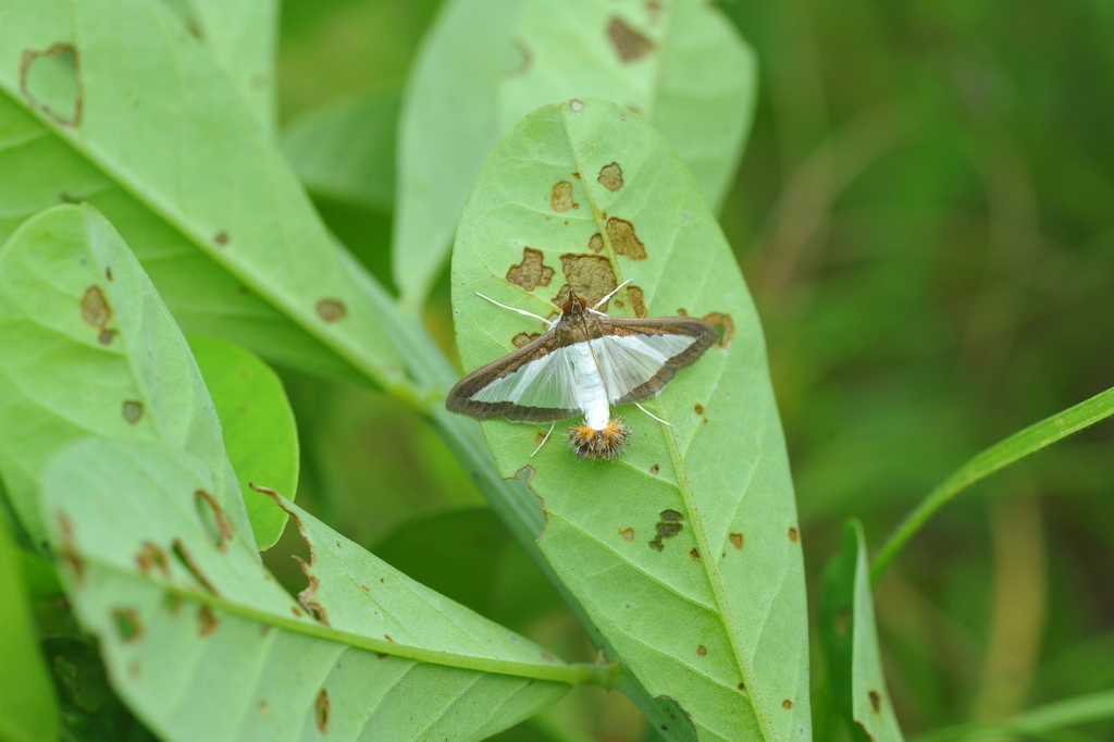 Melonworm Moth (Moths Of GTMO) · iNaturalist