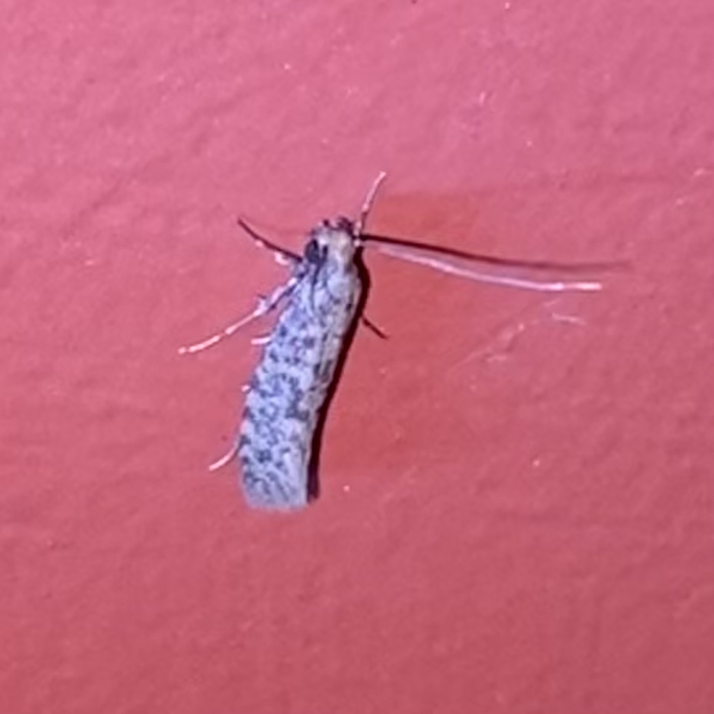 Pale Corn Clothes Moth in July 2022 by Elliott Gordon · iNaturalist