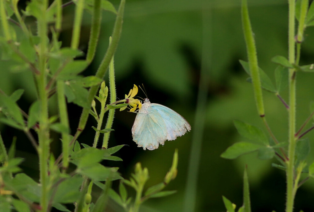 Lemon Migrant from Silicon Valley Area, Kolkata, West Bengal, India on ...