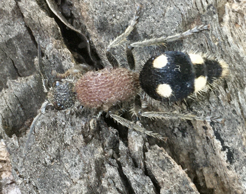 Dolichomutilla livingstonis from Central, BW on July 23, 2022 at 03:02 ...
